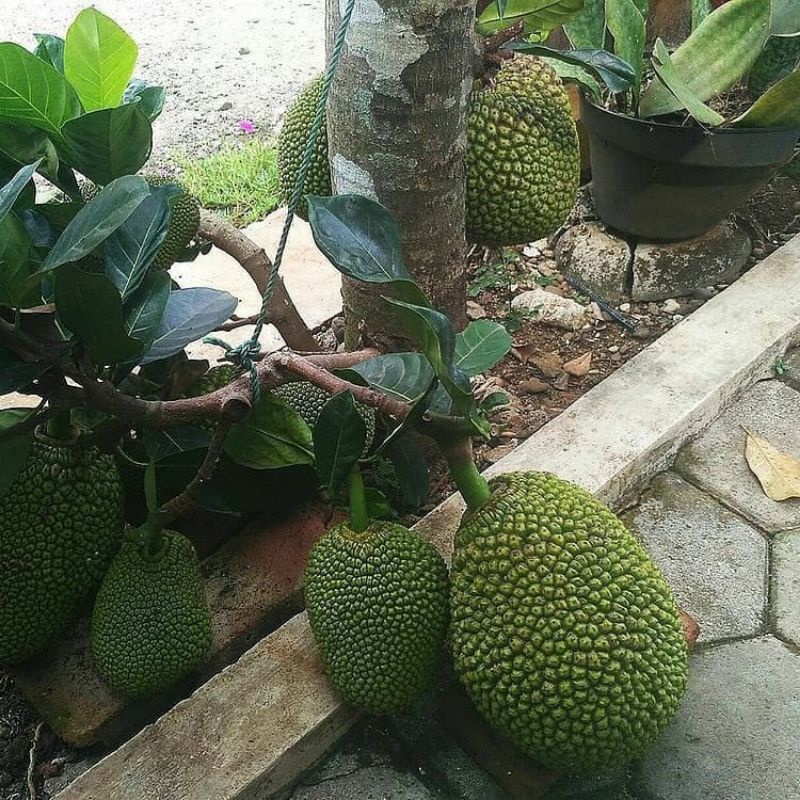 Jual Bibit tanaman nangka mini super # VALID ( BELI 3 BONUS 1 BIBIT ...