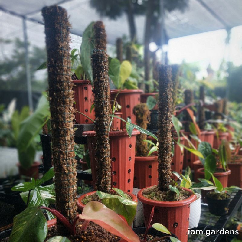 Jual TURUS LUMUT / PENYANGGA TANAMAN HIAS / TANAMAN HIAS DAN DEKORASI ...