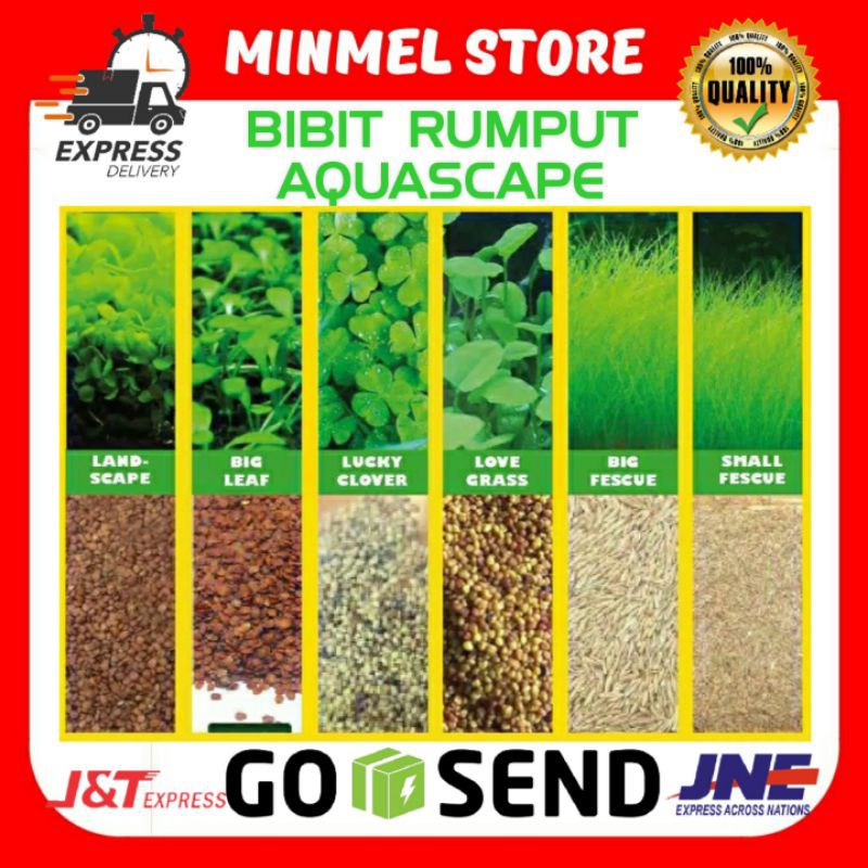 Jual CARPET SEED BIBIT RUMPUT MINI DWARF AQUARIUM AQUASCAPE SACHET ...