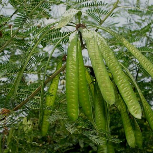Jual Biji / benih / bibit lamtoro / lamtara / petai cina | Shopee Indonesia