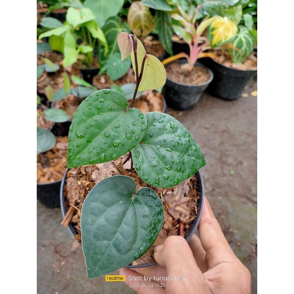 Jual Bibit Sirih Hitam Pohon Sirih Hitam Daun Sirih Hitam Tanaman Obat ...