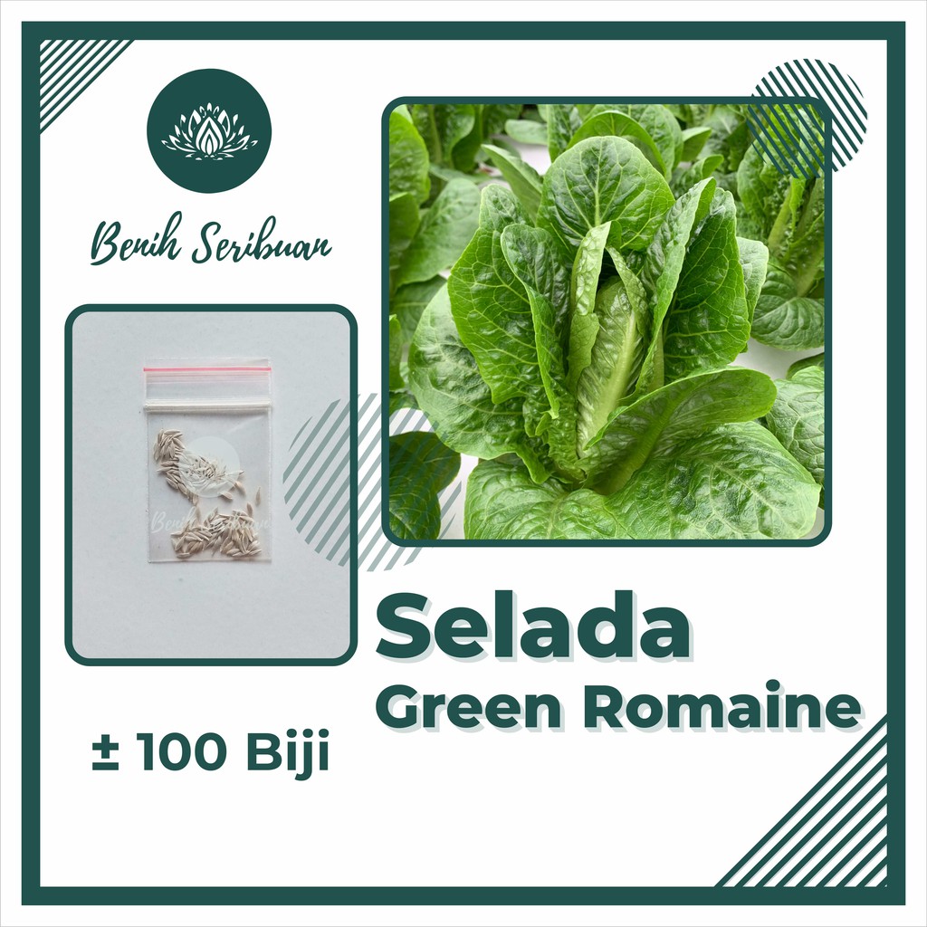 Jual 100 Bibit Selada Romaine Hijau Benih Sayuran Selada Lettuce Green Romaine Sayur Known You ...