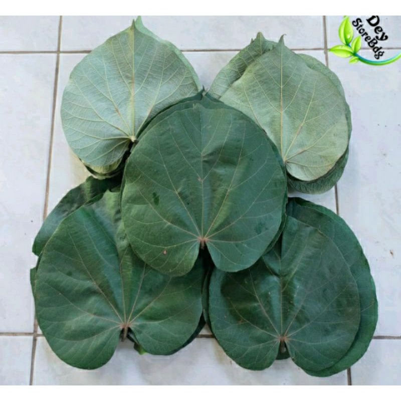 Jual 1000 Gram daun waru segar | Shopee Indonesia