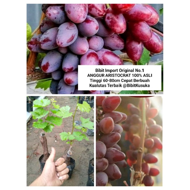 Jual Bibit Unggulan Original ANGGUR ARISTOCRAT NON BIJI Cepat Berbuah ...