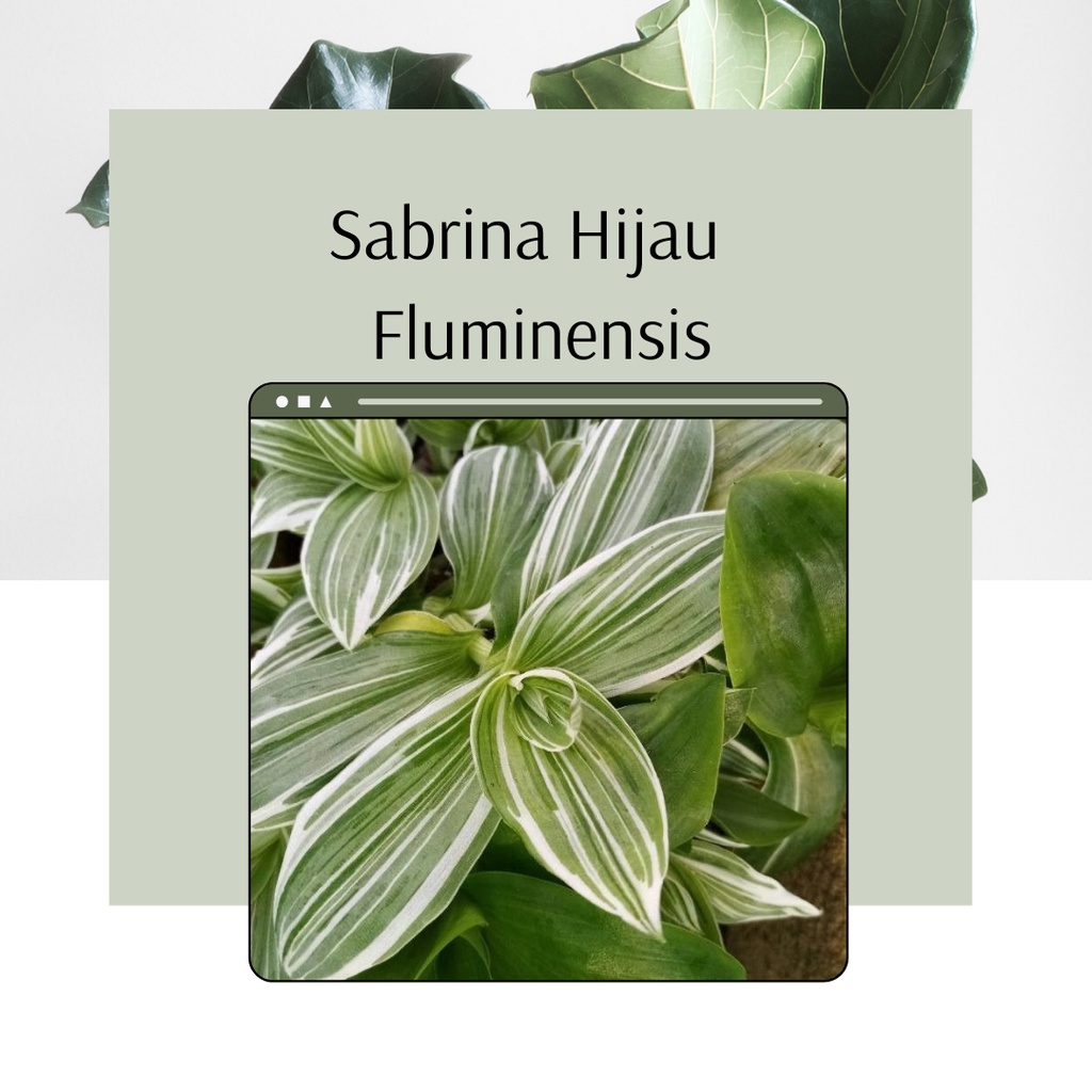 Jual Tanaman Hias Sabrina Hijau Tradescantia Fluminensis Bunga Cantik ...