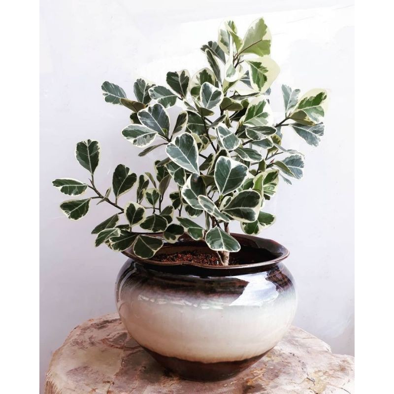 Jual Tanaman hias bunga beringin kupu-kupu varigata, beringin daun love ...