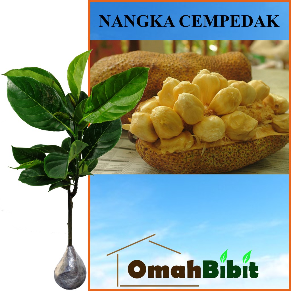 Jual Tanaman Nangka Cempedak (Tinggi 40-60 cm) | Shopee Indonesia
