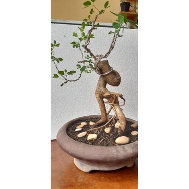 Jual Bonsai meliuk asem belanda batang unik karakter. | Shopee Indonesia