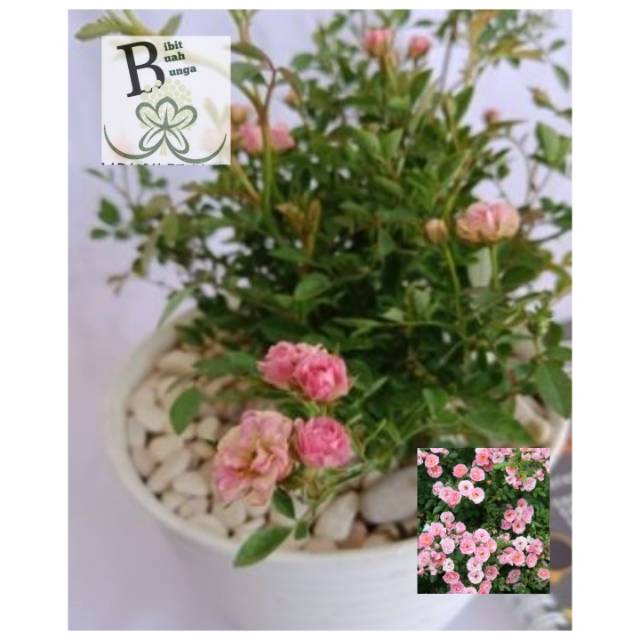 Jual Tanaman Baby Rose | Shopee Indonesia