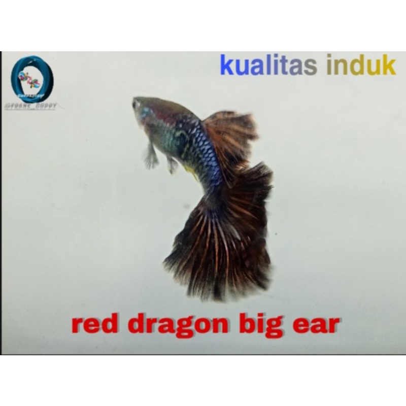 Jual ikan guppy red dragon big ear | Shopee Indonesia