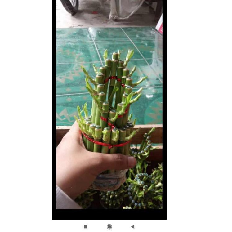 Jual BAMBU HOKI / BAMBU SRI REJEKI / BAMBU AIR (ART. 9248) | Shopee ...