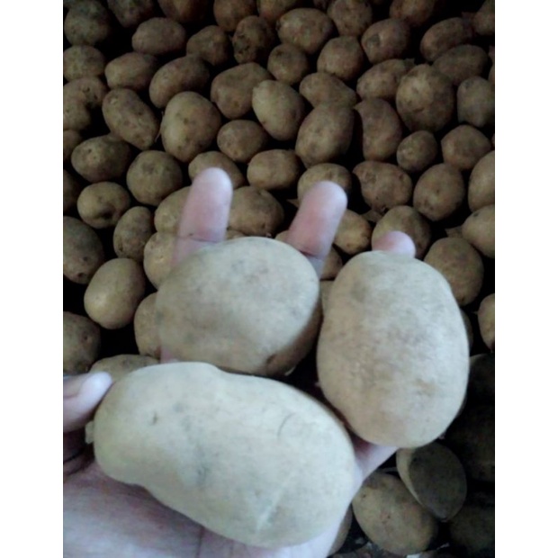 Jual Kentang/kentang segar 1kg | Shopee Indonesia