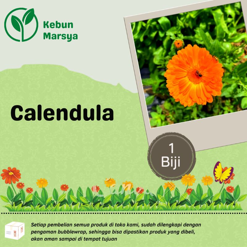 Jual Benih Bunga Calendula / Benih Seribu | Shopee Indonesia