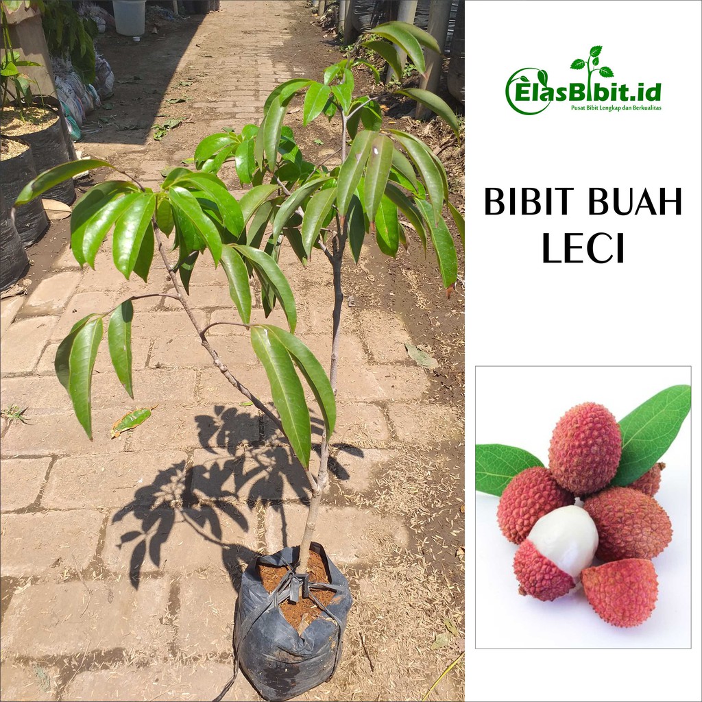 Jual Bibit Buah Leci | Shopee Indonesia