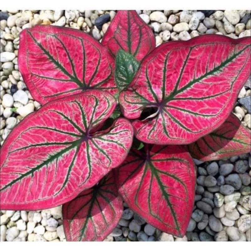 Jual Caladium/Keladi C14/Green Pearl/ Ming Maha Mongkol | Shopee Indonesia