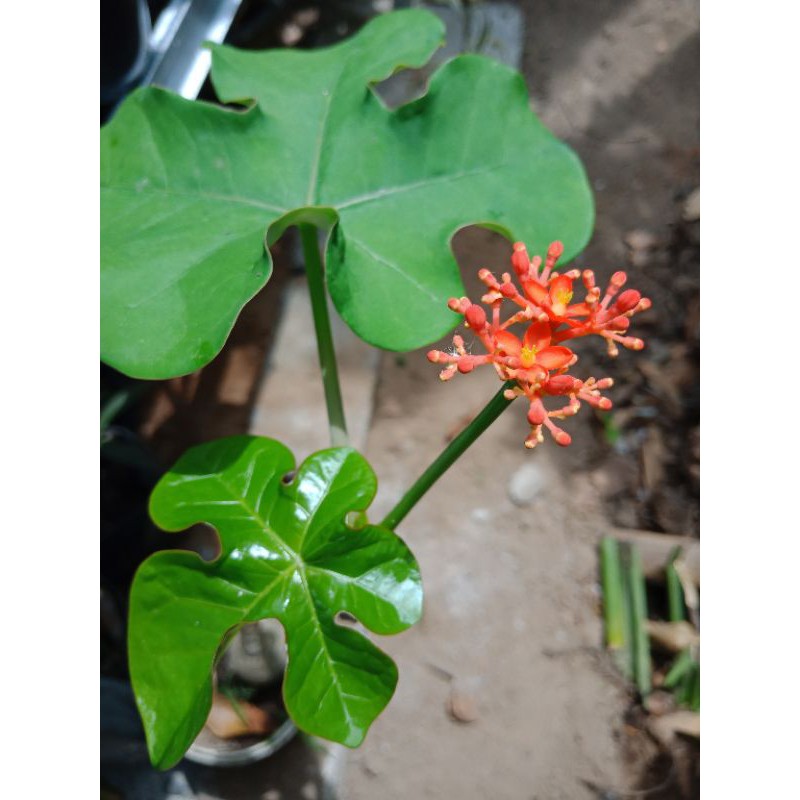 Jual Tanaman Hias Jarak Botol | Shopee Indonesia