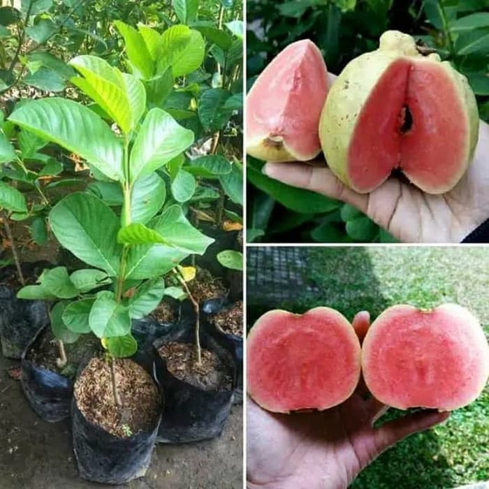 Jual Bibit pohon jambu sukun merah / pohon jambu super | Shopee Indonesia