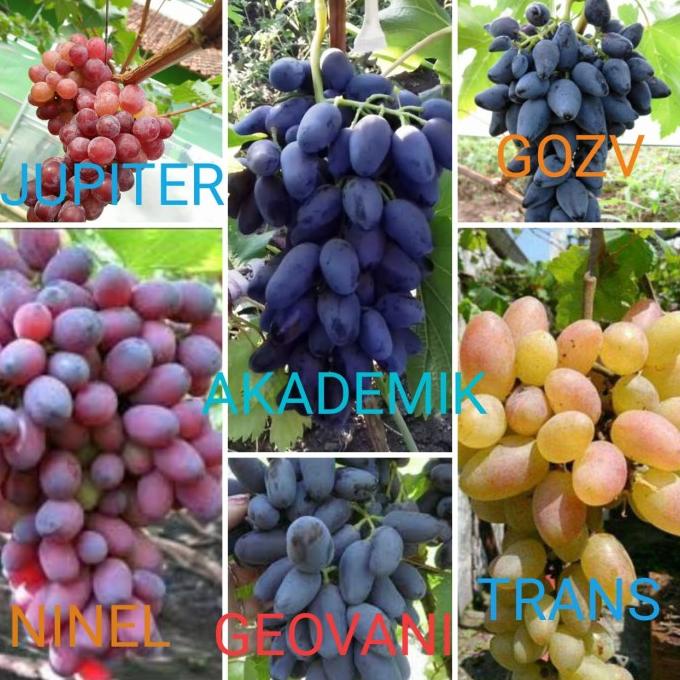 Jual [Ready] Bibit Anggur Import Jenis Ninel/Trans/Jupiter/Akademik ...
