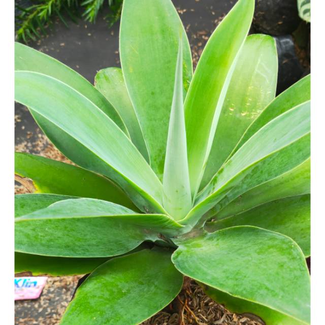 Jual Giant suculent, siklok, Tanaman siklok | Shopee Indonesia