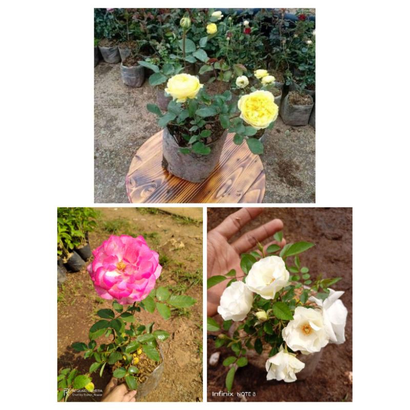 Jual PAKET TANAMAN HIAS 3 POHON BUNGA MAWAR / TANAMAN HIAS | Shopee ...