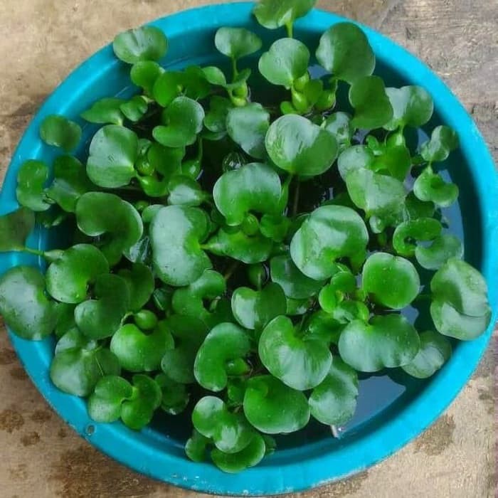 Jual Tanaman air eceng gondok - tanaman hias enceng gondok | Shopee ...