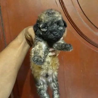 Jual anjing toy poodle Harga Terbaik & Termurah Agustus 2024 | Shopee ...