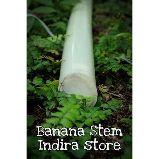 Jual Banana Stem Gedebog Pisang Organic and Healthy | Shopee Indonesia