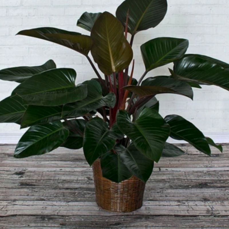 Jual Tanaman hias philodendron rojo congo | Shopee Indonesia