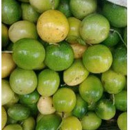 Jual Buah Saprola Markisa Hutan Segar 500 gram asem manis | Shopee Indonesia