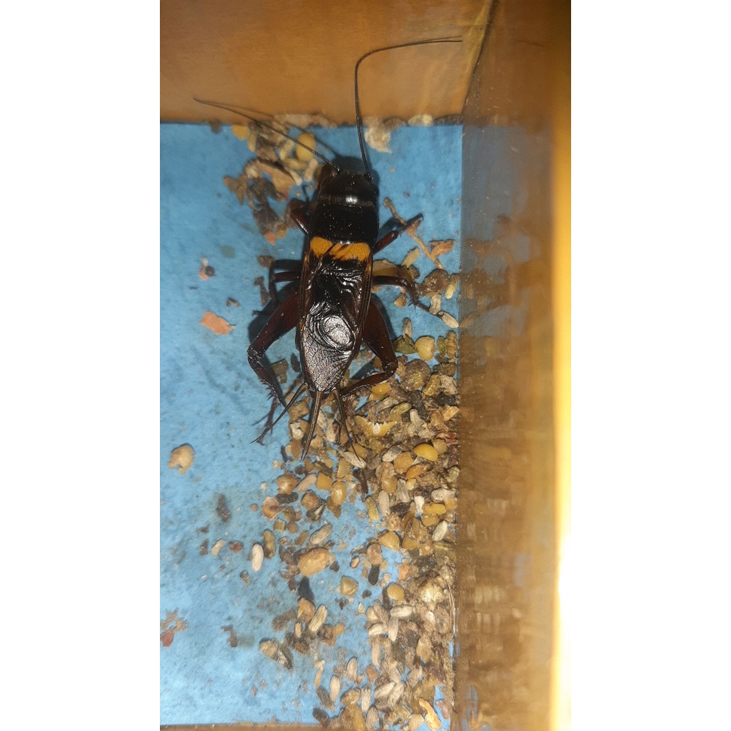 Jual jangkrik - jangkrik aduan - jangkrik hutan | Shopee Indonesia