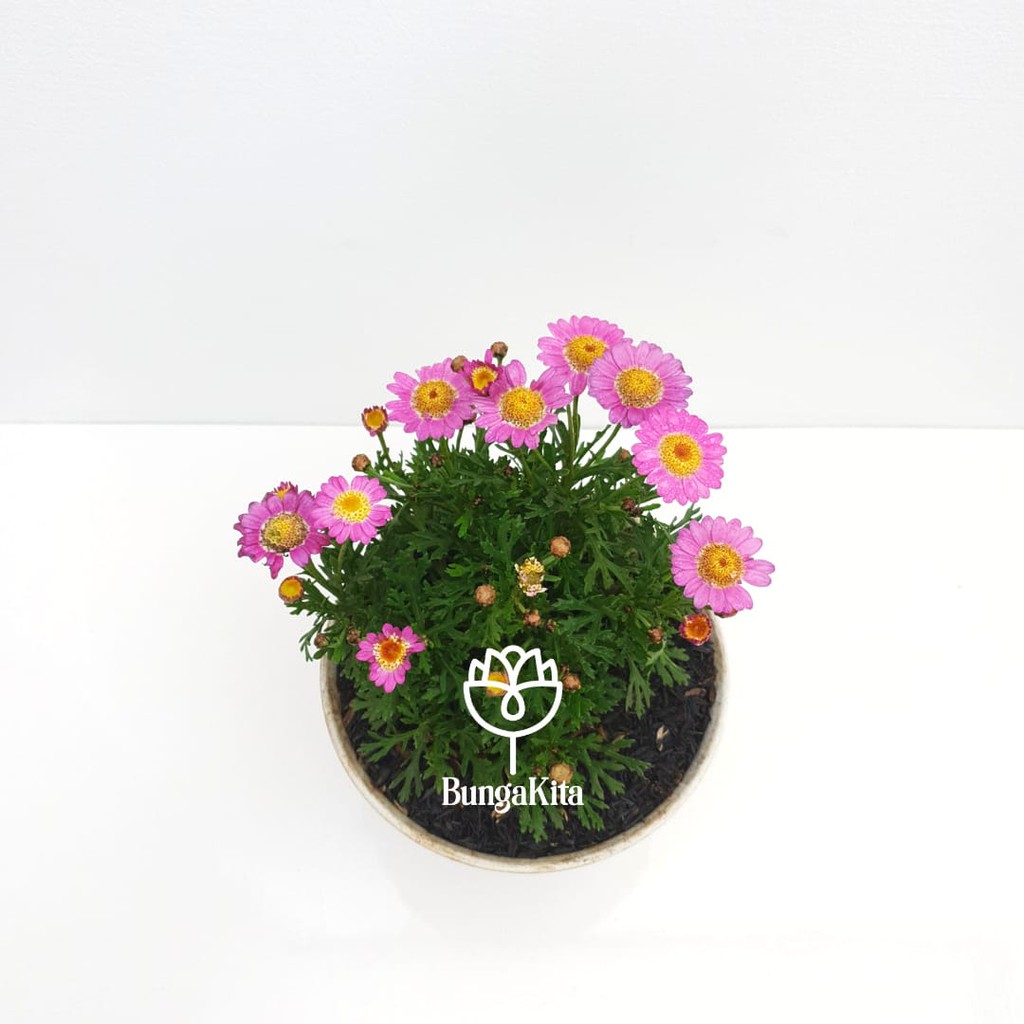 Jual Tanaman Hias Bunga DAISY UNGU | Shopee Indonesia