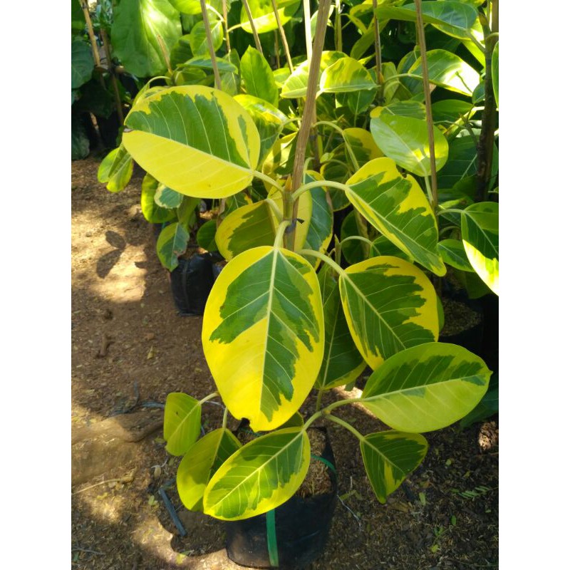 Jual Tanaman hias karet kebo kuning - ficus elastica beringin karet ...