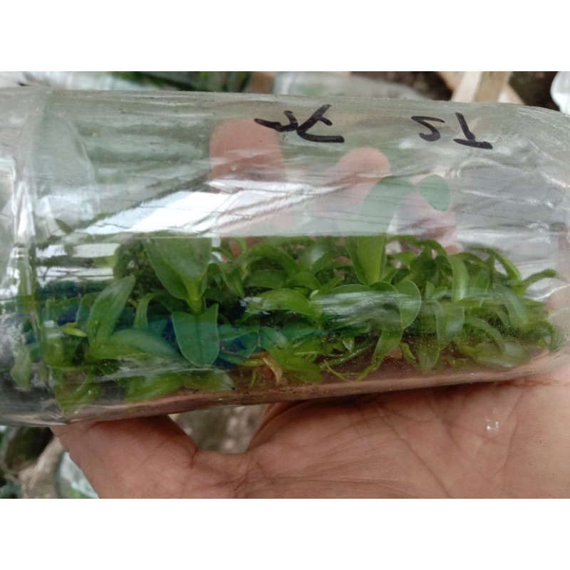 Jual dendrobium odoardi bibit botol | Shopee Indonesia