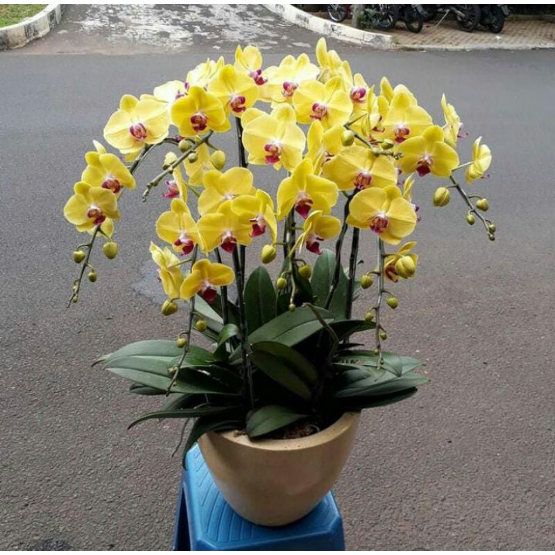 Jual Anggrek dendrobium Bunga kuning - tanaman hias / Tanaman hias ...