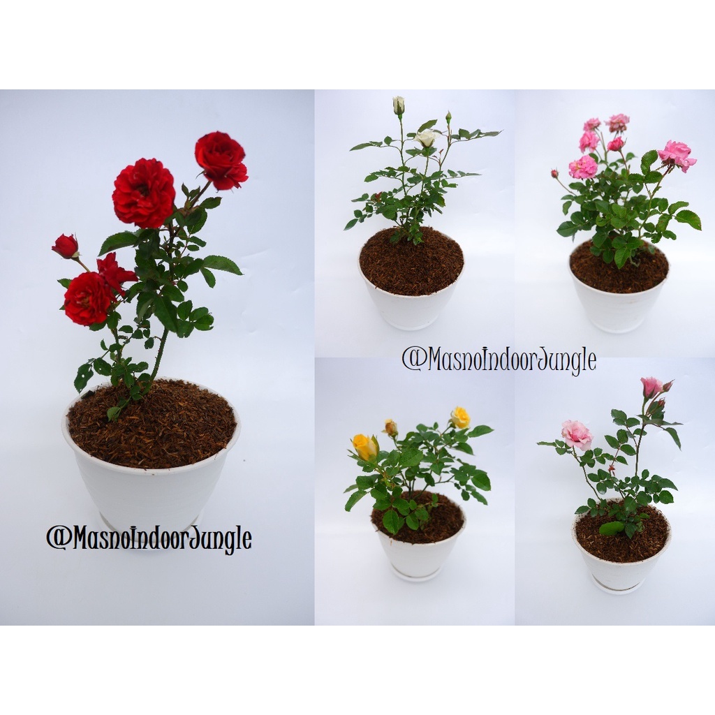 Jual Tanaman Bunga Mawar Floribunda - Mawar Flori - Tanaman Hias Bunga ...