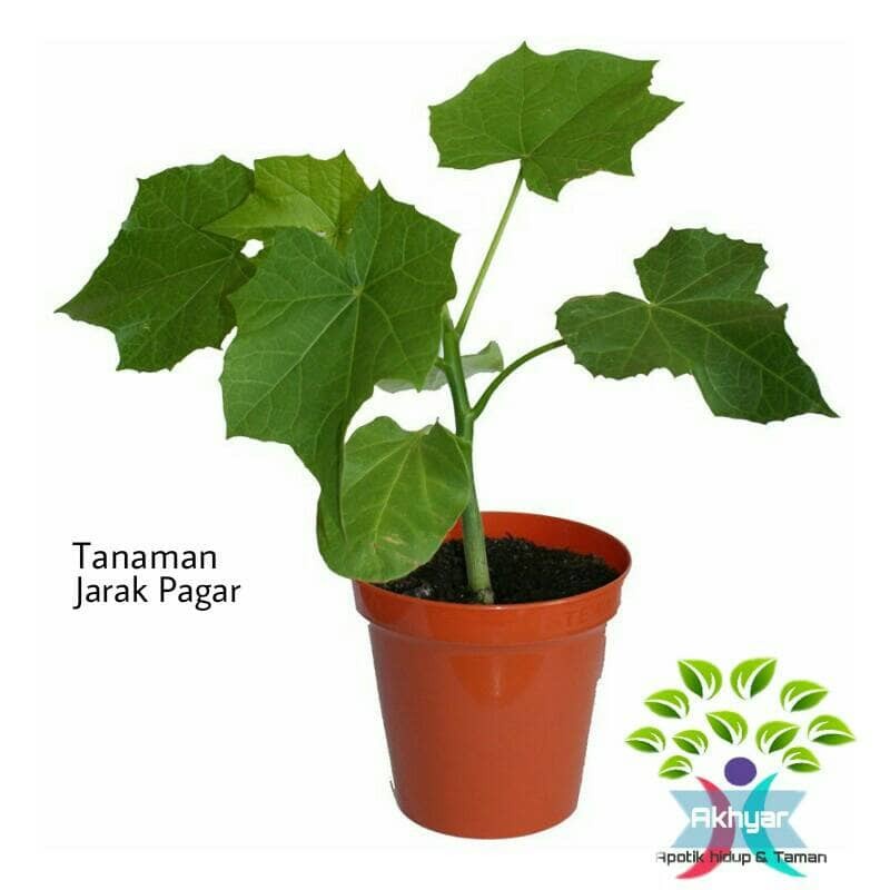 Jual Jarak Pagar Daun Jarak Pagar Tanaman Herbal Daun Jarak Pagar | Shopee Indonesia
