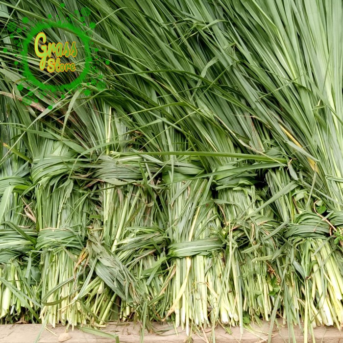 Jual benih rumput pakan ternak 500gr - signal grass | Shopee Indonesia