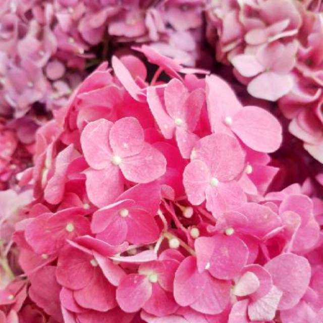Jual Bunga Hortensia pertangkai Asli Fresh Segar cocok untuk acara anda ...