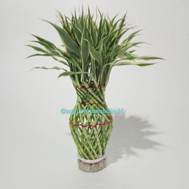 Jual Bambu Hoki / Bambu Rejeki Model Guci 20 Putih ( 1 Paket 4 Pohon ...