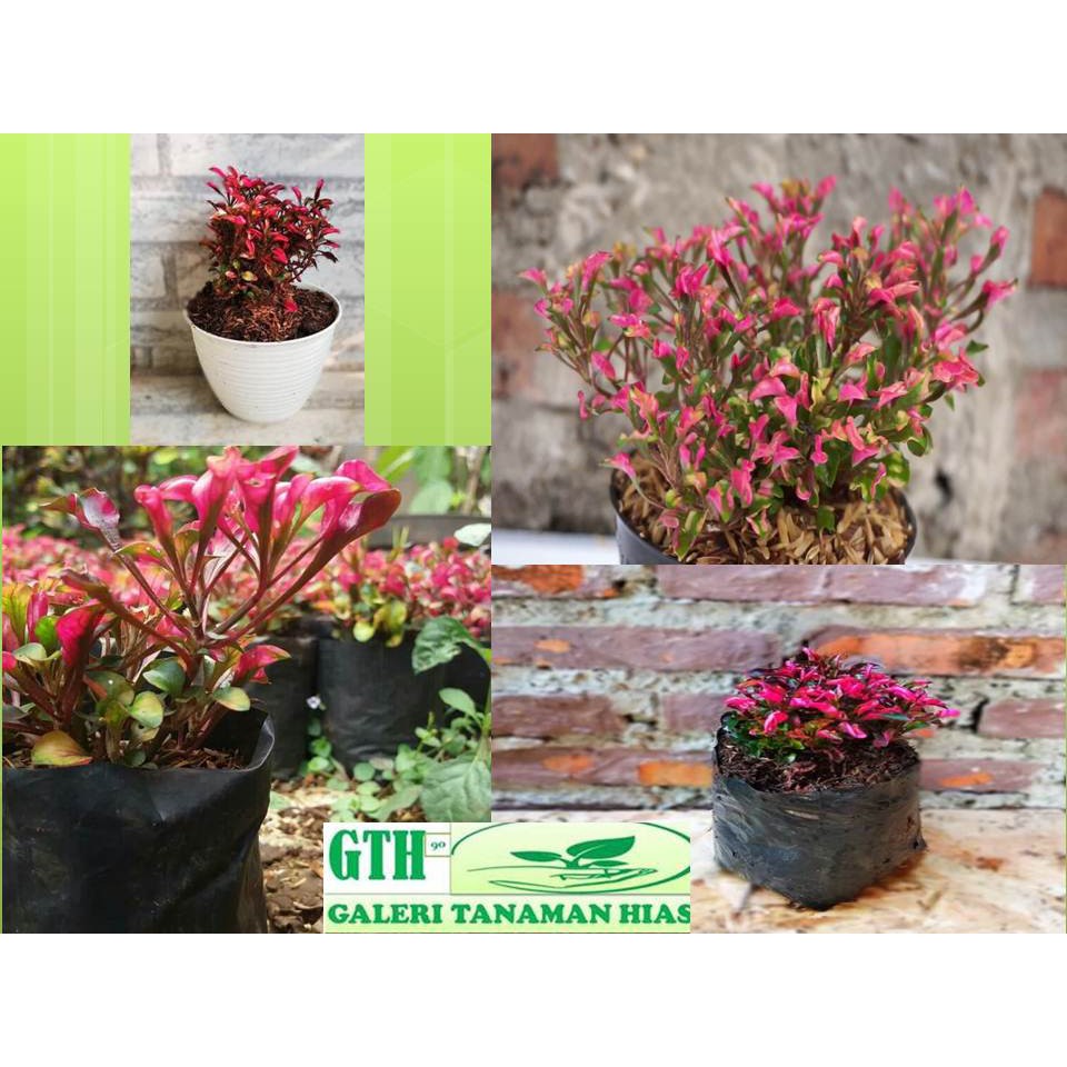 Jual Tanaman hias krokot merah mini | Shopee Indonesia