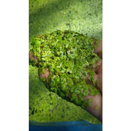 Jual Mata lele/Lemna Minor/pakan ikan/pakan ternak/protein tinggi ...
