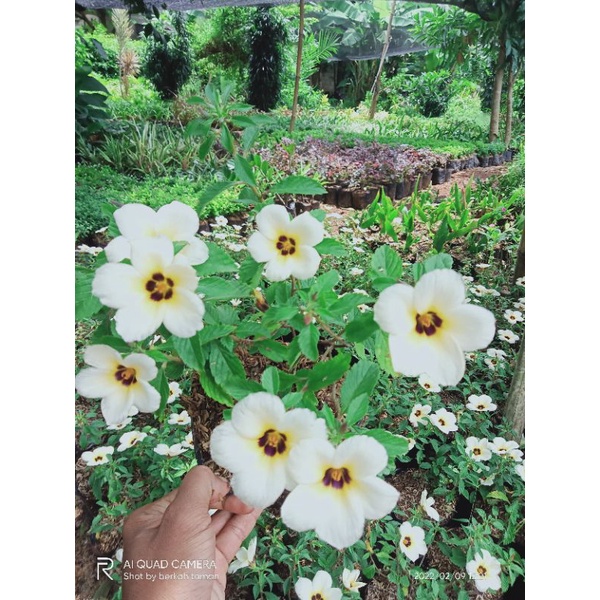 Jual (BISA COD)tanaman hias bunga tunera subulata - bunga turnera ...