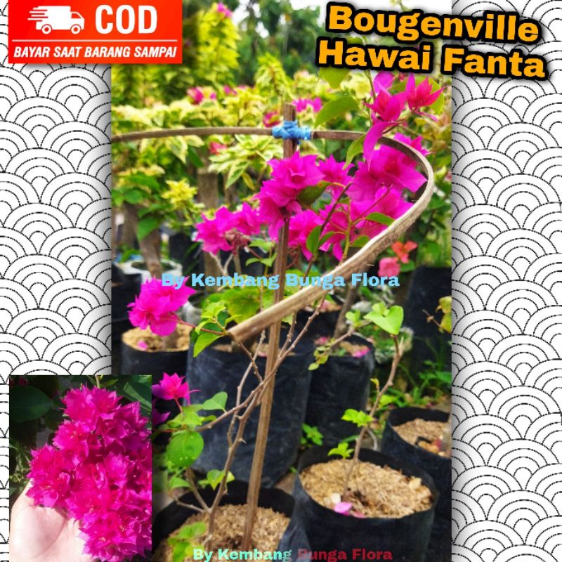 Jual Bougenville Ori Hawai Fanta/ Bougenville/ Bugenvil Hawai/ Bugenvil ...