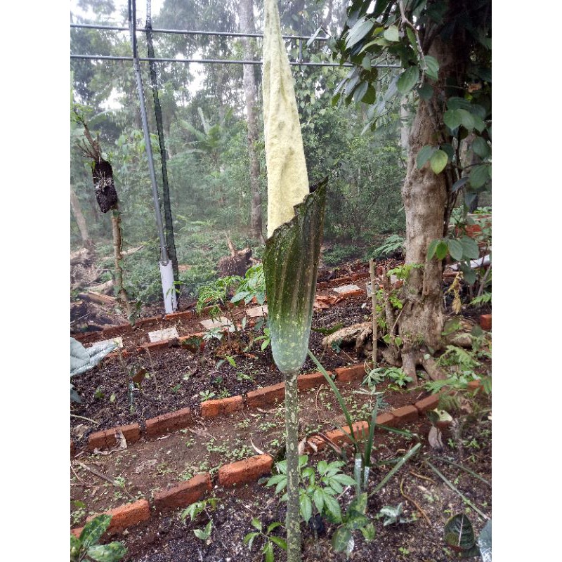 Jual amorphophallus decus silvae ( bunga bangke jangkung jawatengah ...