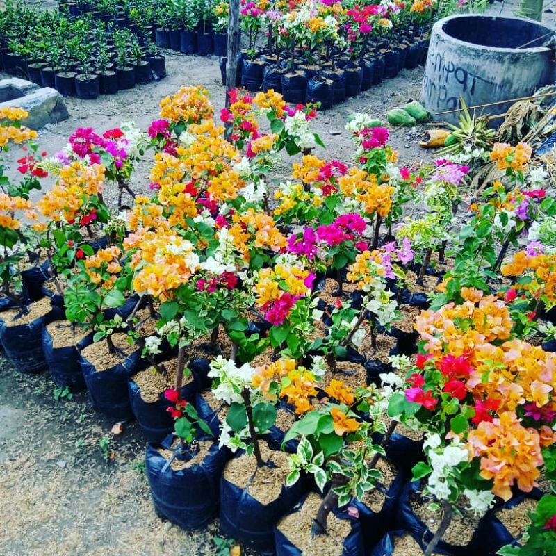 Jual Tanaman Hias Bunga Bougenville Varigata Bunga Bonsai Bougenville
