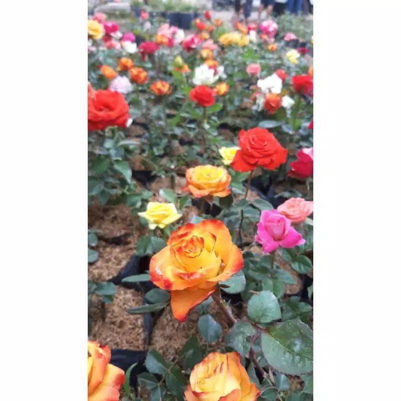 Jual Tanaman Hidup Bunga Mawar aneka warna Murah | Shopee Indonesia