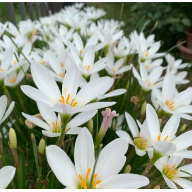 Jual tanaman hias kucai Lily/pohon bunga Lili | Shopee Indonesia