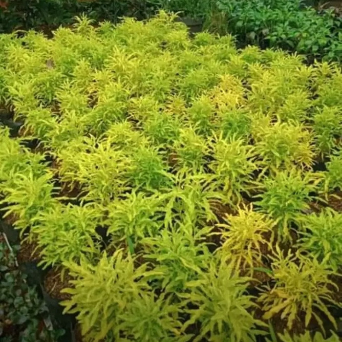 Jual tanaman brokoli kuning | Shopee Indonesia