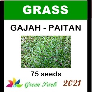 Jual Benih Biji Elephant Grass Rumput Gajah Biasa PAITAN / PAETAN Pack ...