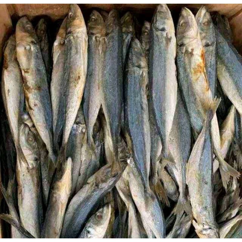 Jual IKAN KLOTOK/PEDA/LAYANG TAWAR | Shopee Indonesia